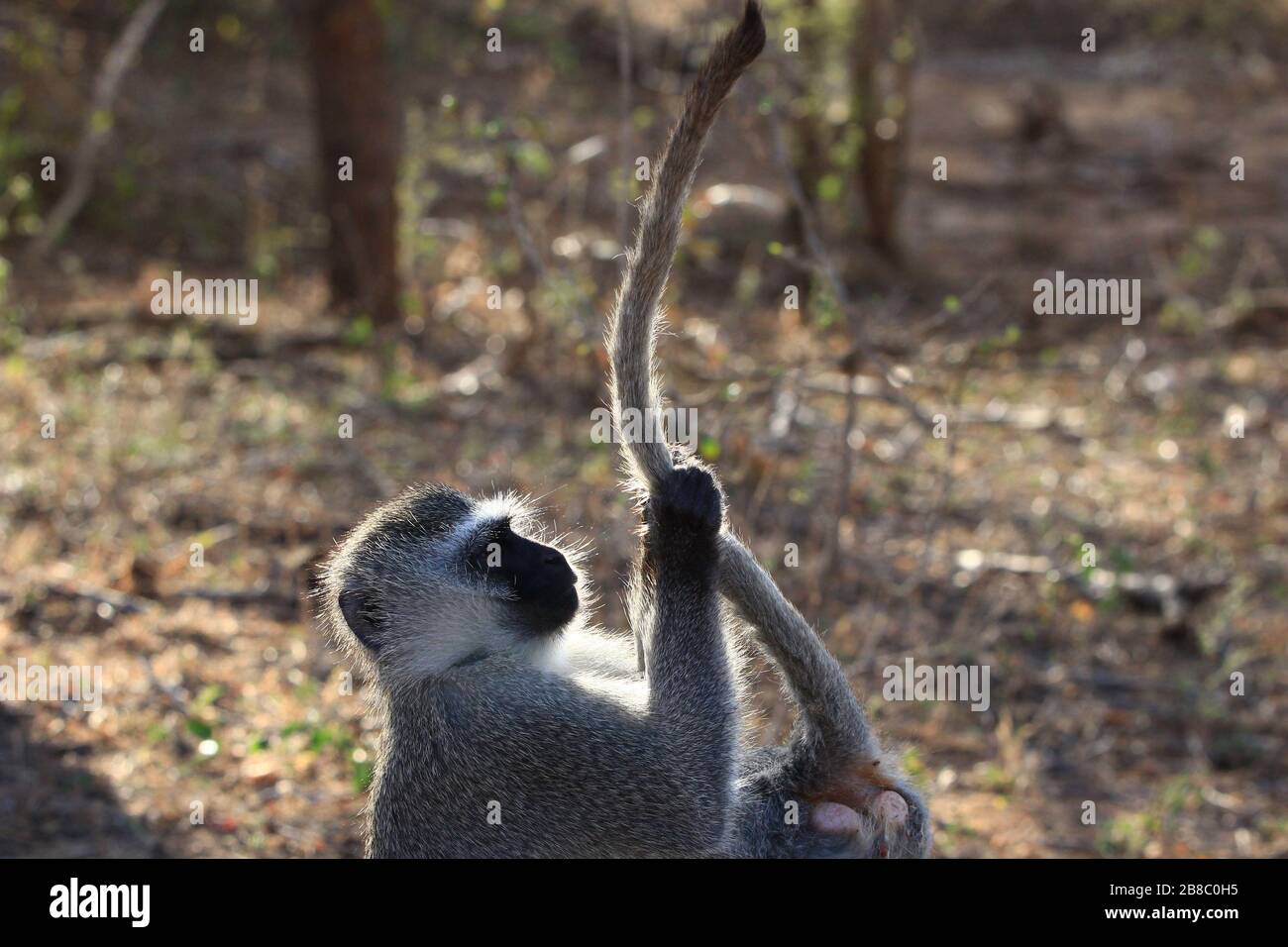 Thorough delousing session of the long tail of a vervet monkey (Kruger ...