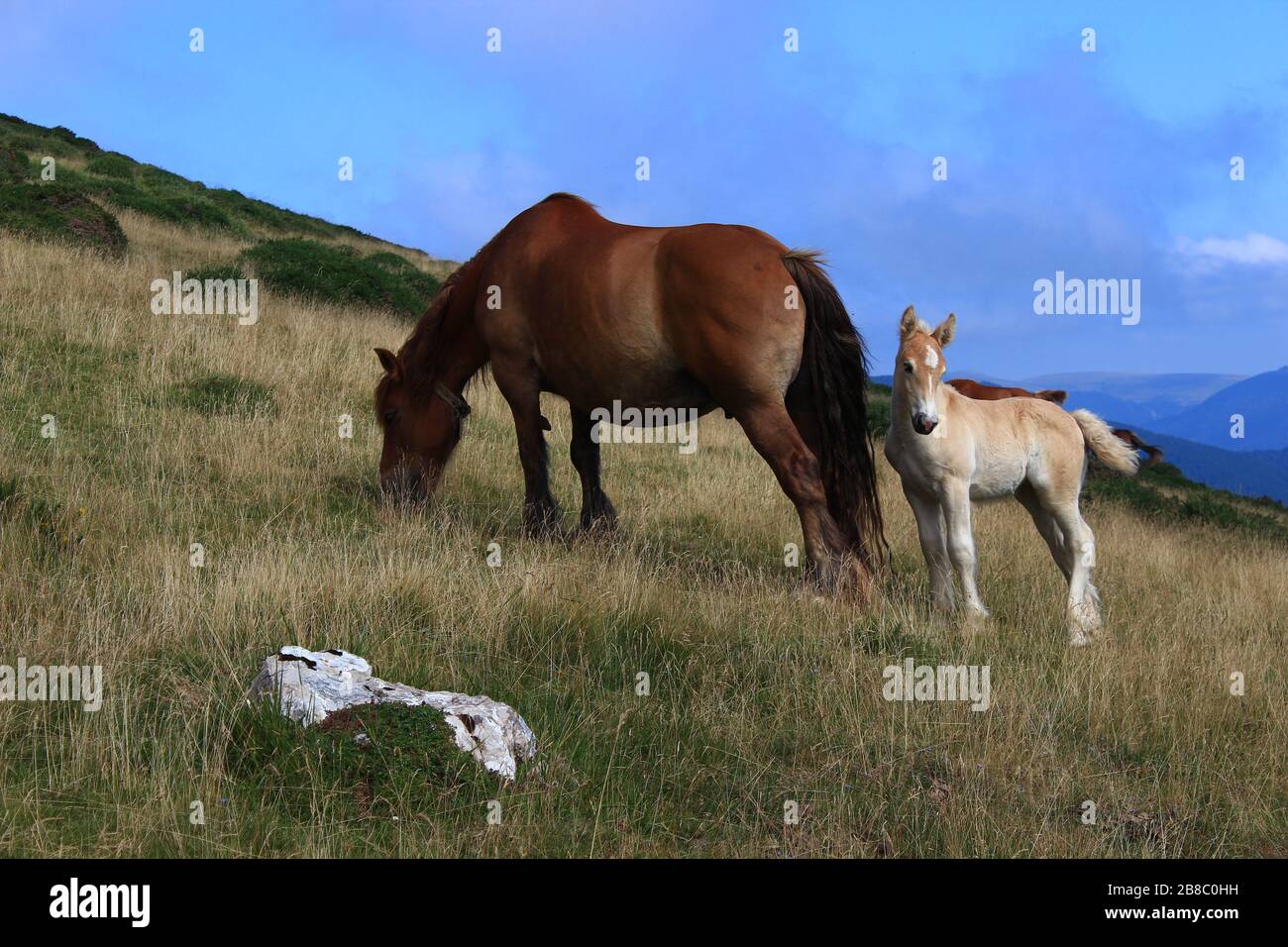Basque mountain horse hi-res stock photography and images - Alamy
