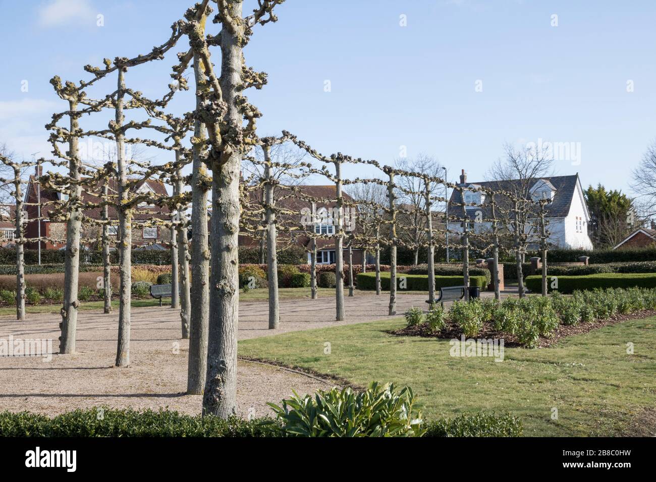 Pleached trees hi-res stock photography and images - Alamy