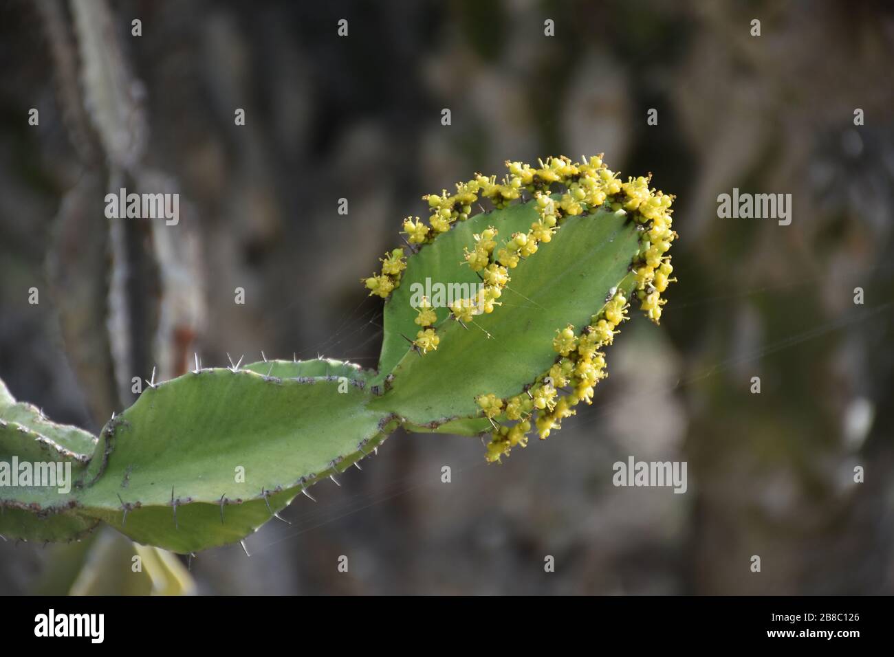 Yatu cactus hi-res stock photography and images - Alamy