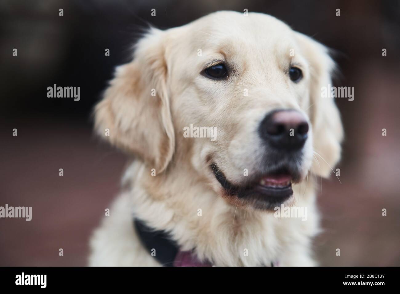 Male Golden Retriever High Resolution Stock Photography and Images - Alamy