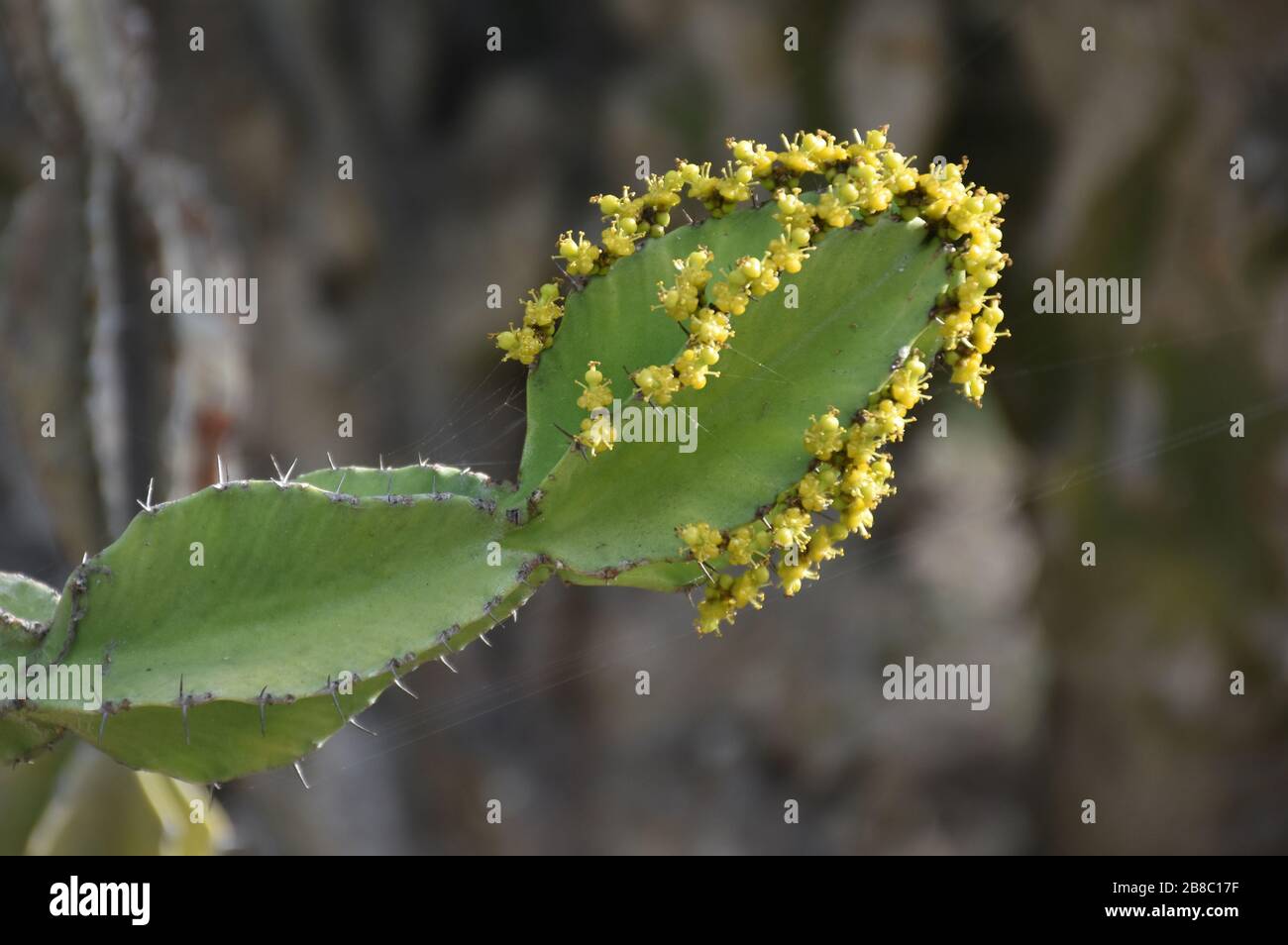 Yatu Cactus High Resolution Stock Photography and Images - Alamy