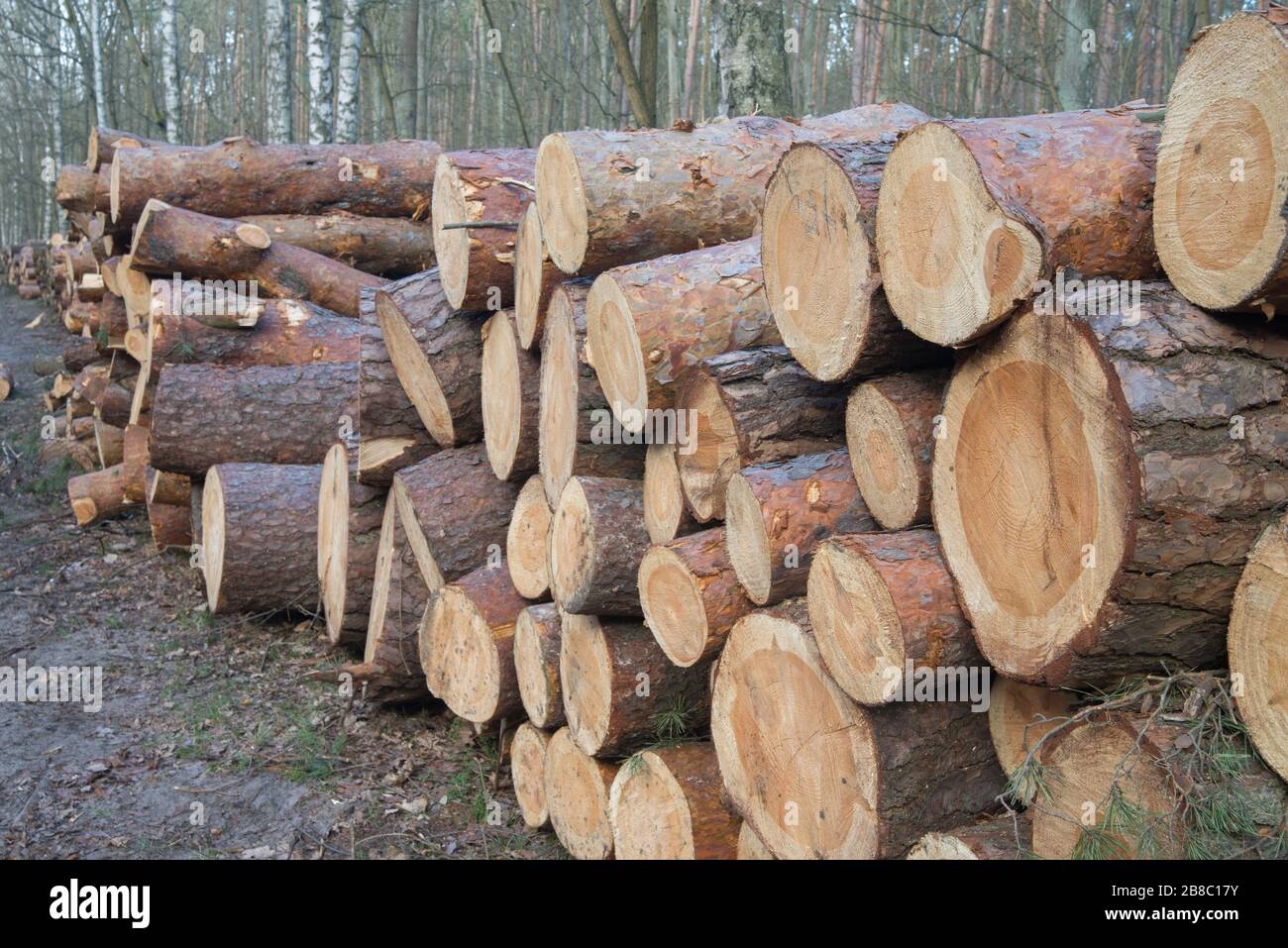 heap of cut pine logs in forest Stock Photo - Alamy