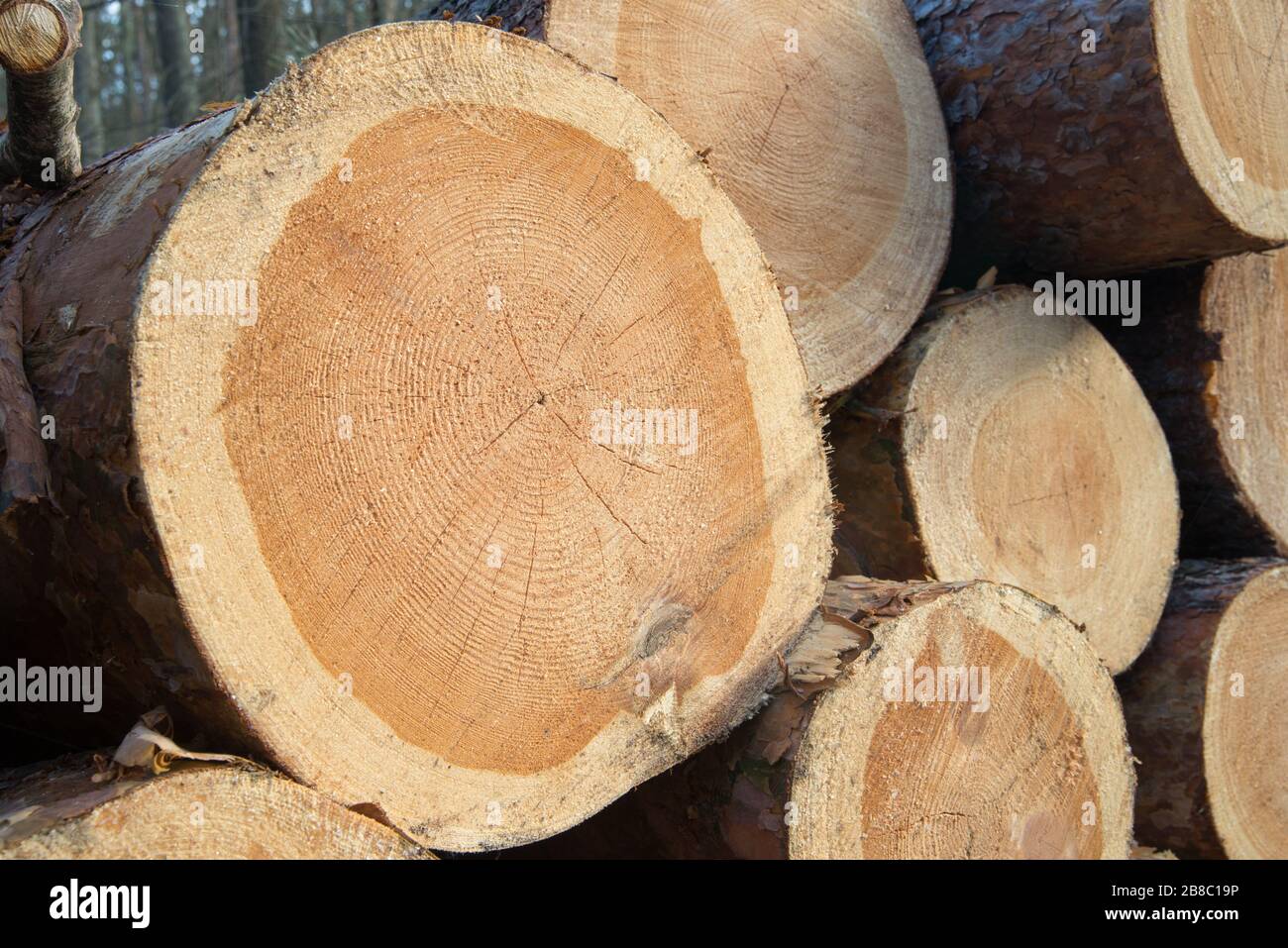 Log in forest hi-res stock photography and images - Alamy