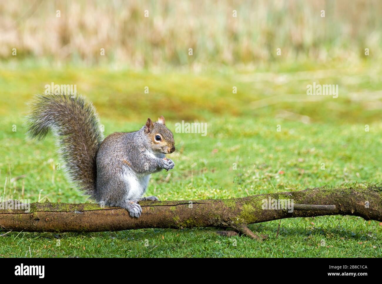 Animal eating peanuts hi-res stock photography and images - Alamy