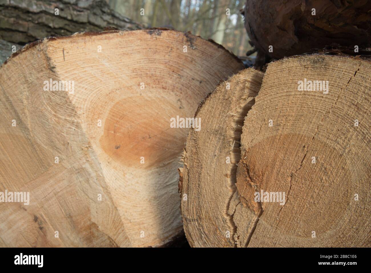 Log in forest hi-res stock photography and images - Alamy