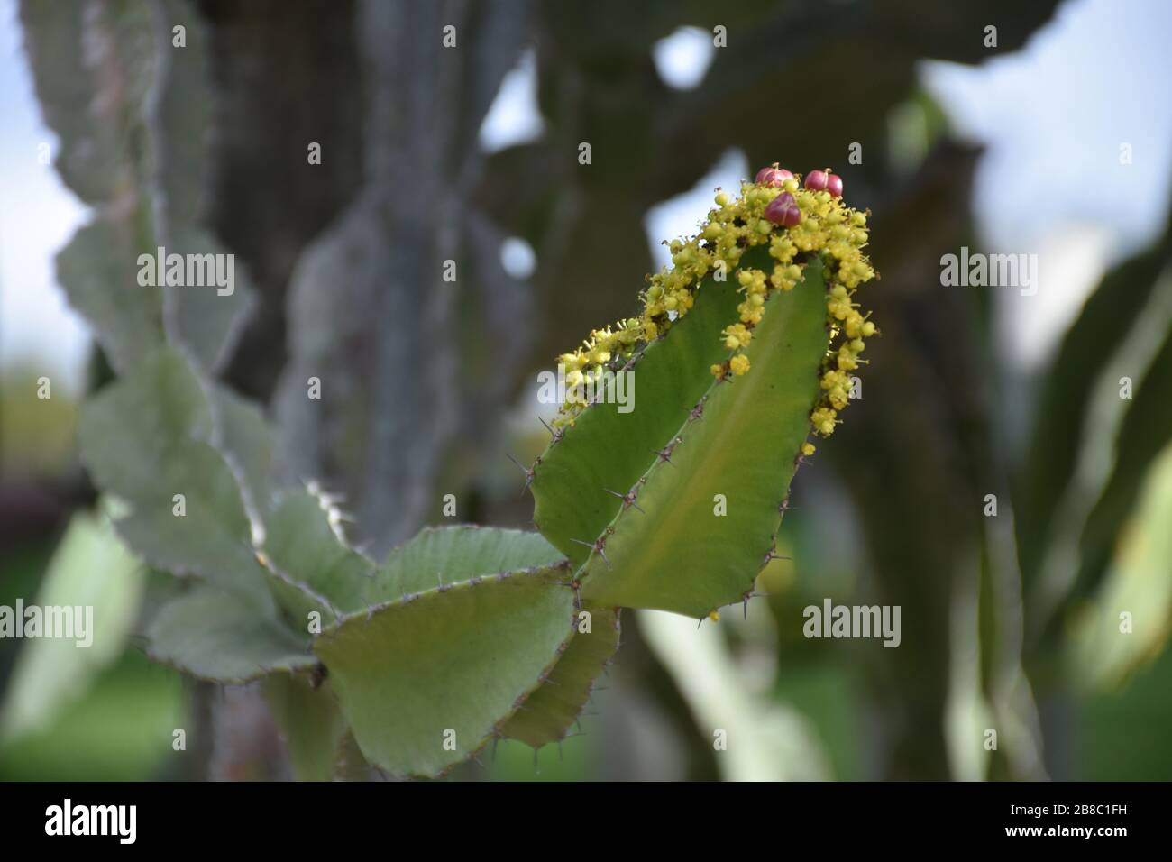 Yatu cactus hi-res stock photography and images - Alamy