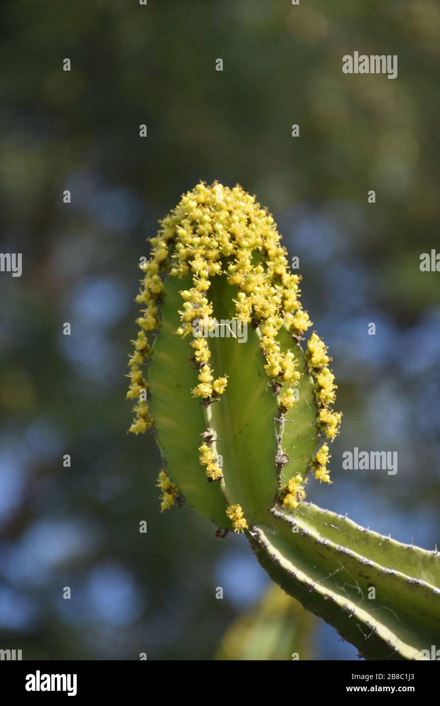 Pretty cactus with tiny yellow flowers blooming Stock Photo - Alamy