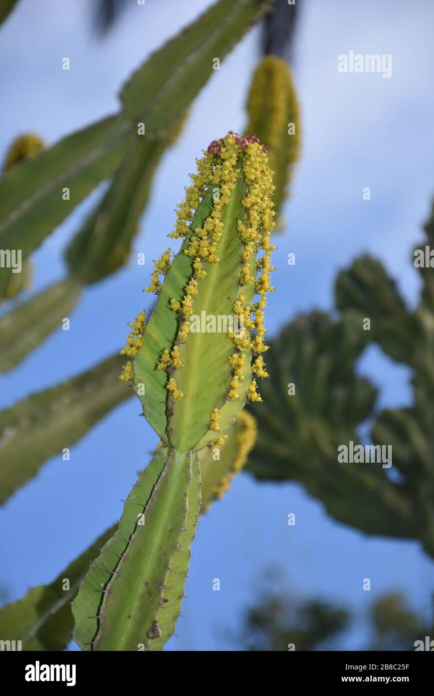Yatu Cactus High Resolution Stock Photography and Images - Alamy