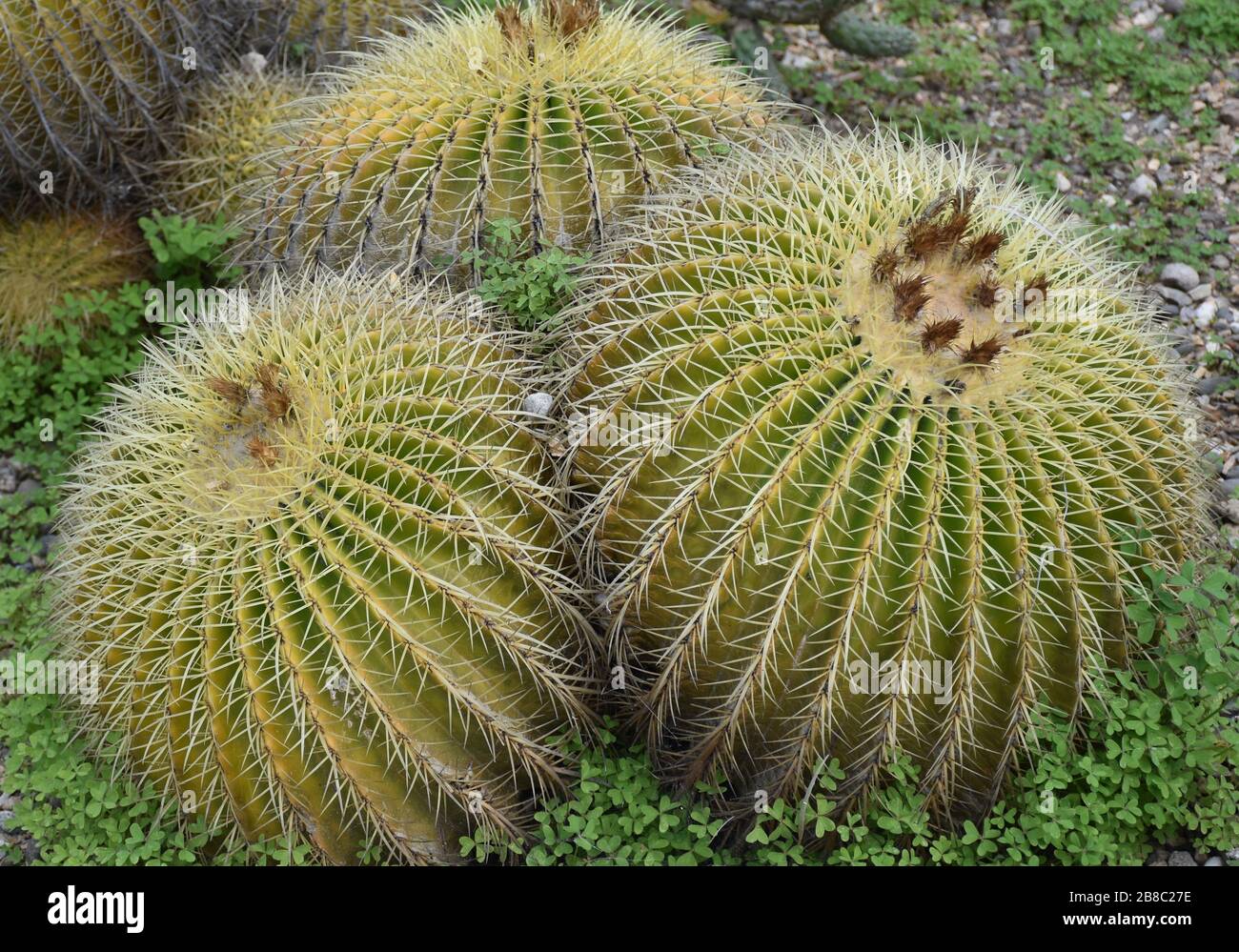 Three cactus clustered together in Southern California Stock Photo - Alamy