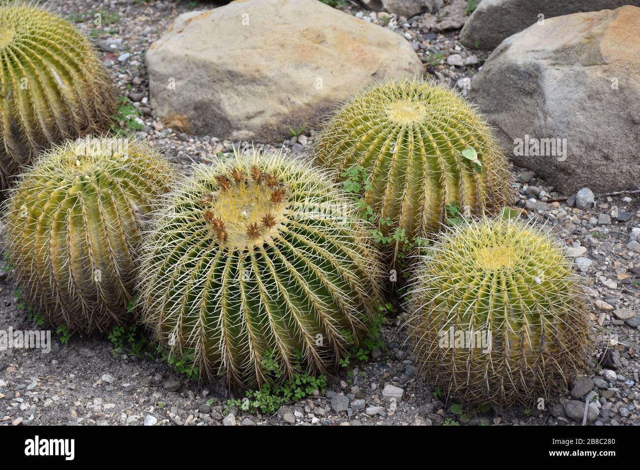 Pretty cluster of barrel cacti growing in Southern California Stock Photo - Alamy