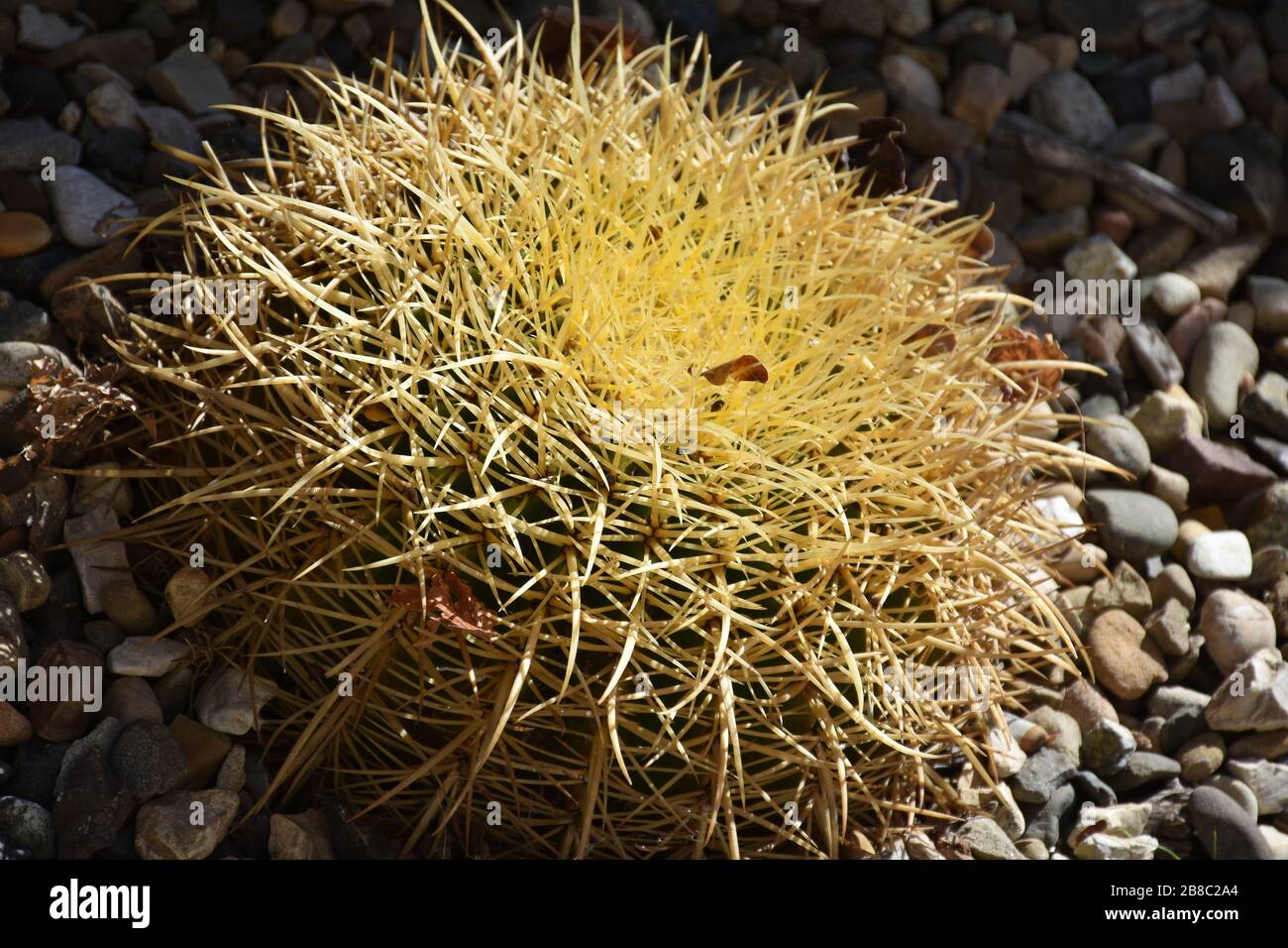 Yatu Cactus High Resolution Stock Photography and Images - Alamy