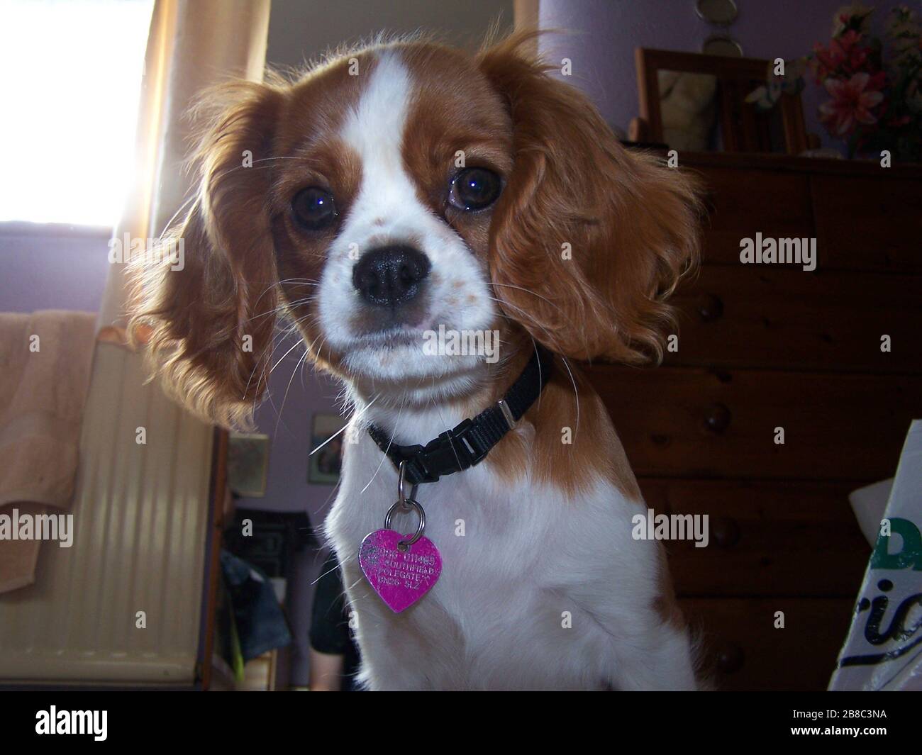 English cavalier hi-res stock photography and images - Alamy