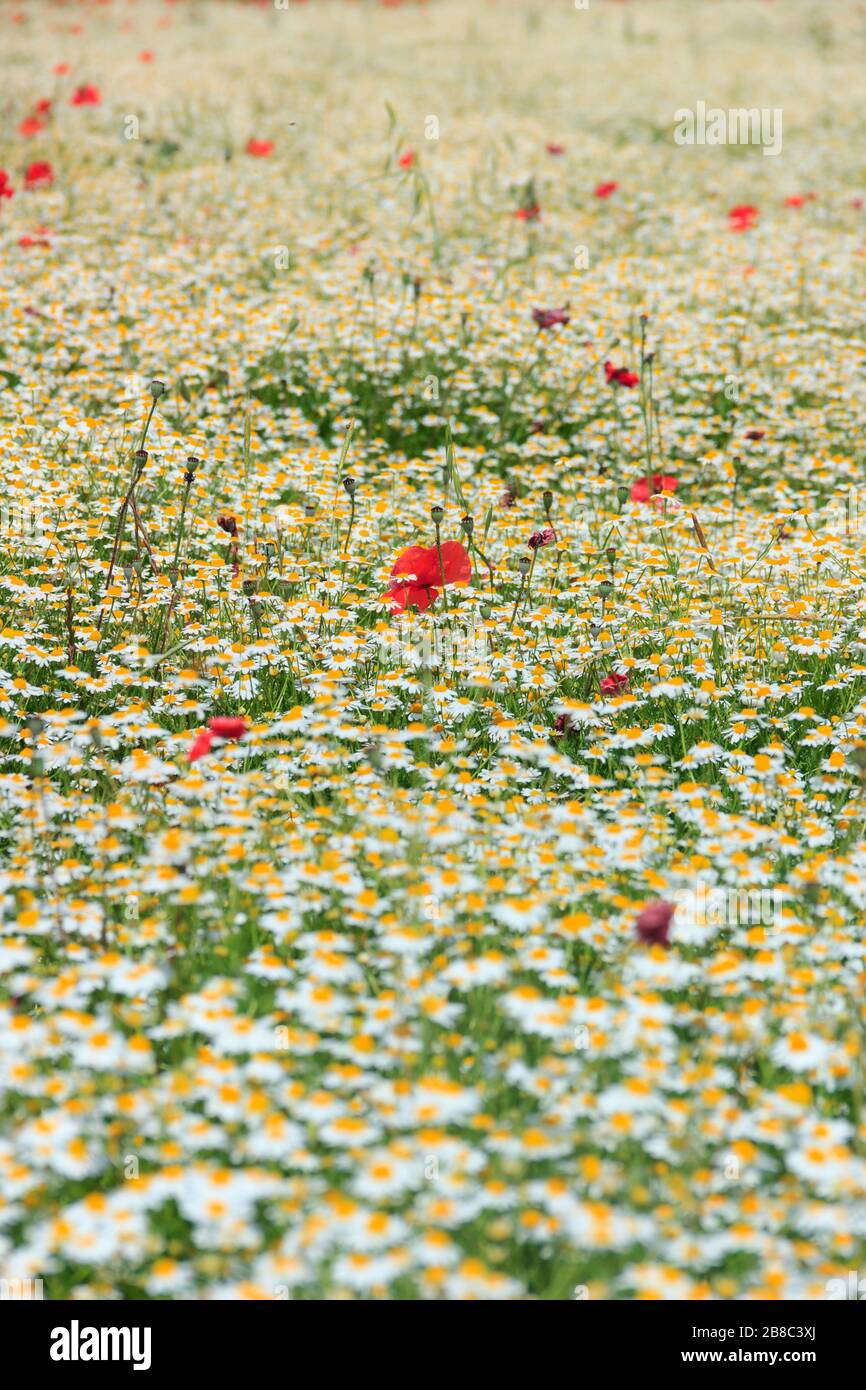 Relax nature: poppy in a white sea of chamomile flowers. Springtime ...
