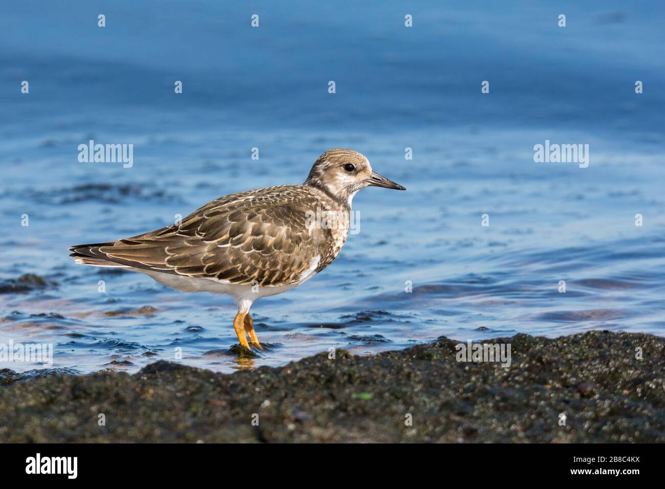 Juvenile turnstone arenaria interpres on hi-res stock photography and ...
