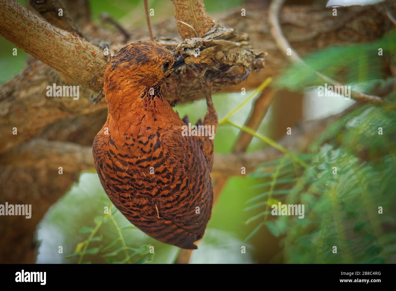 Brown woodpecker hi-res stock photography and images - Alamy