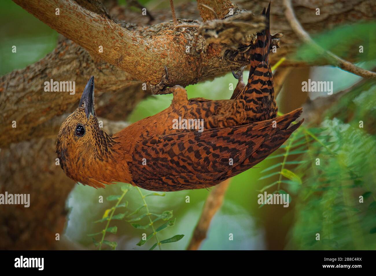 Brown woodpecker hi-res stock photography and images - Alamy