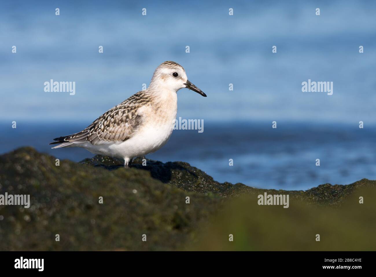 Sanderling (Calidris alba), juvenile standing on hardened algae against ...