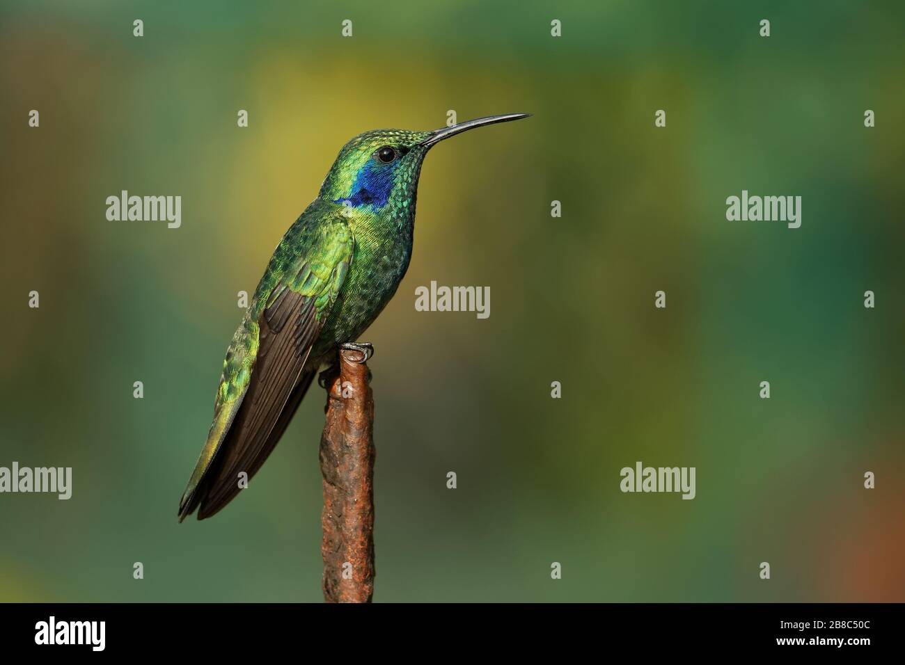Brown violet ear hummingbird hi-res stock photography and images - Alamy