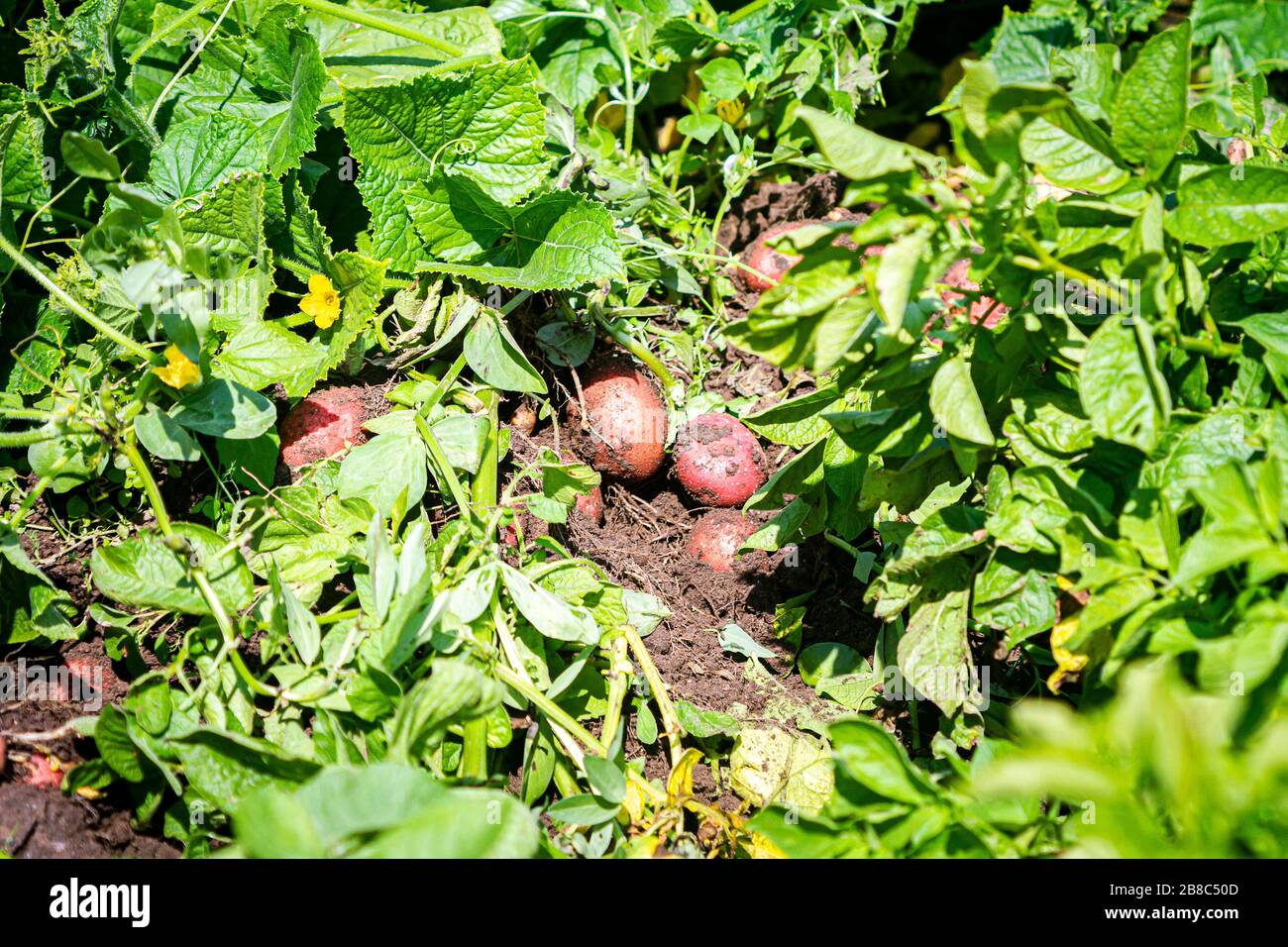 Fresh potato harvest. Organic potatoes in the field, harvesting ...