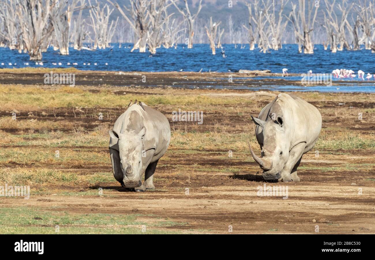 Dead rhino with its horn hi-res stock photography and images - Alamy