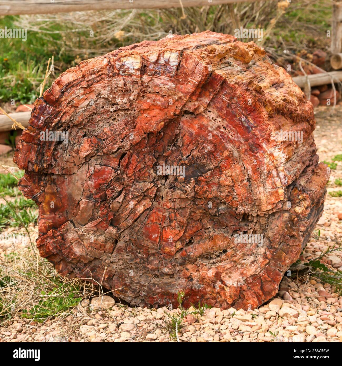 Fossilised tree hi-res stock photography and images - Alamy