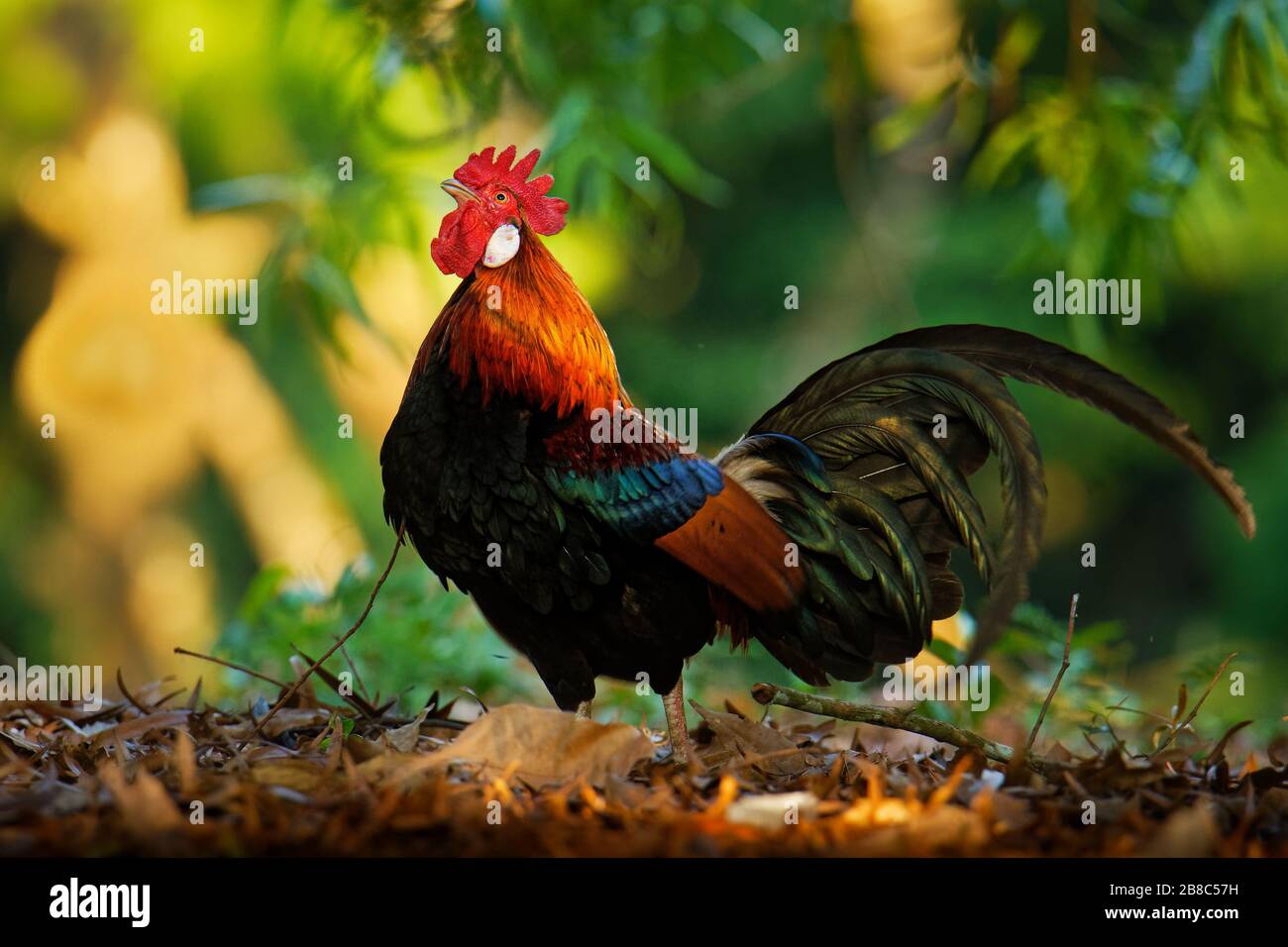 Red Junglefowl - Gallus gallus tropical bird in the family Phasianidae ...