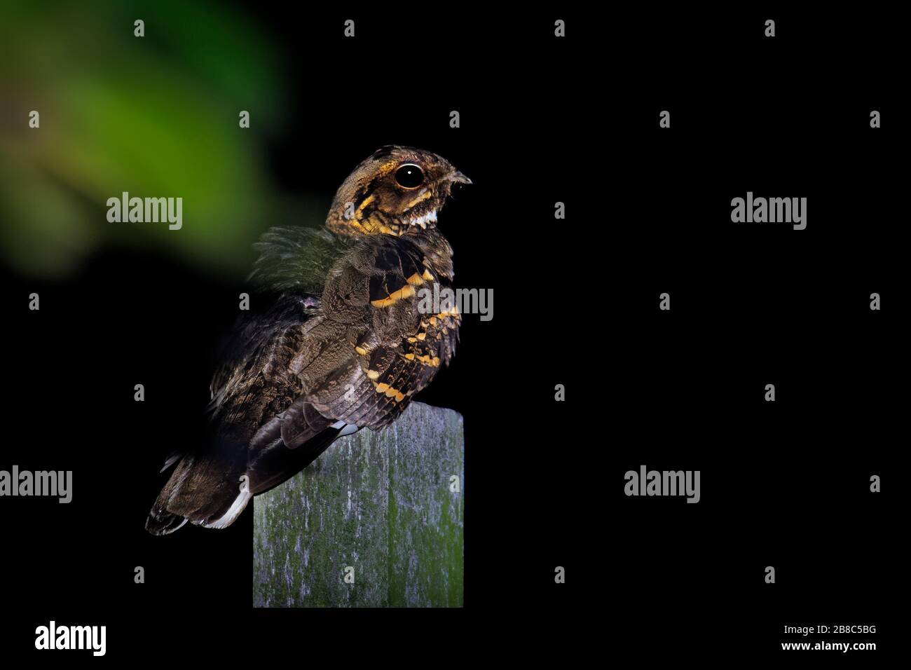 Large-tailed Nightjar - Caprimulgus macrurus nightjar in the family ...