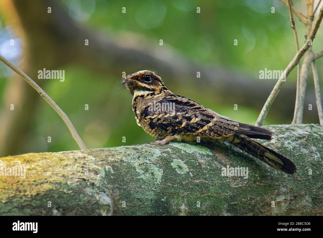 Large-tailed Nightjar - Caprimulgus macrurus nightjar in the family ...