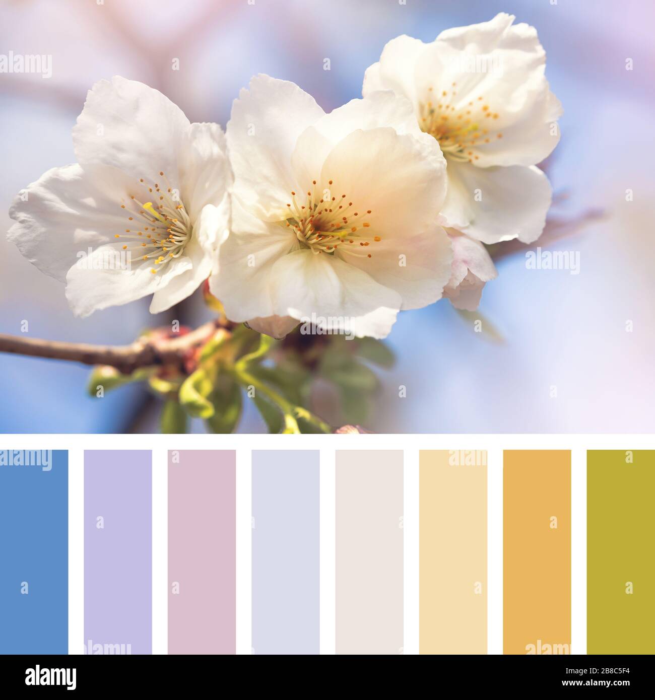 Color palette spring cherry tree hi-res stock photography and images ...