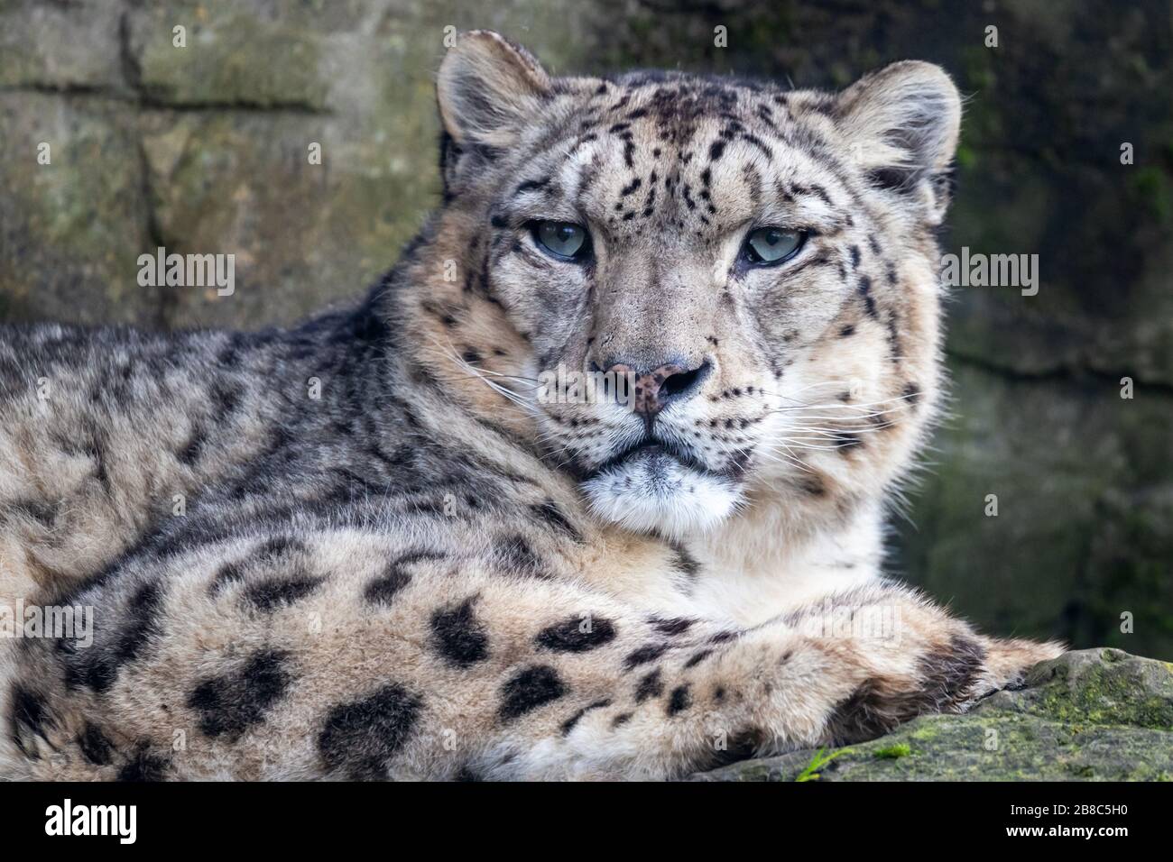 Leopard resting on ledge hi-res stock photography and images - Alamy