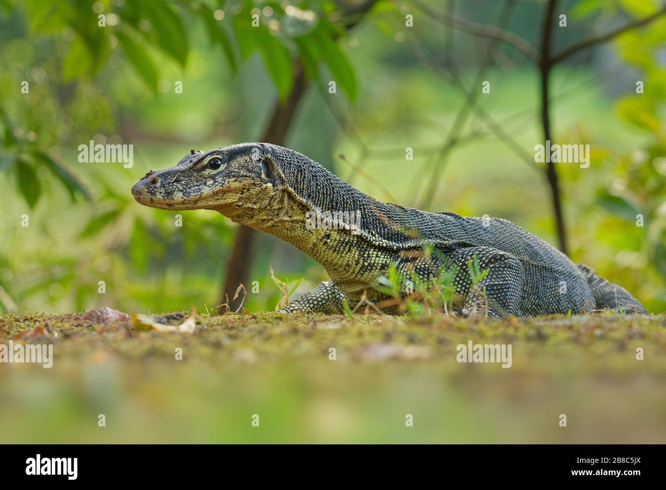 Asian water monitor - Varanus salvator also common water monitor, large ...