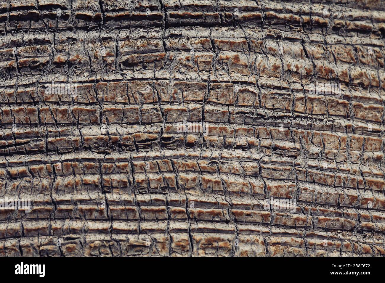 Palm tree bark peeling hi-res stock photography and images - Alamy