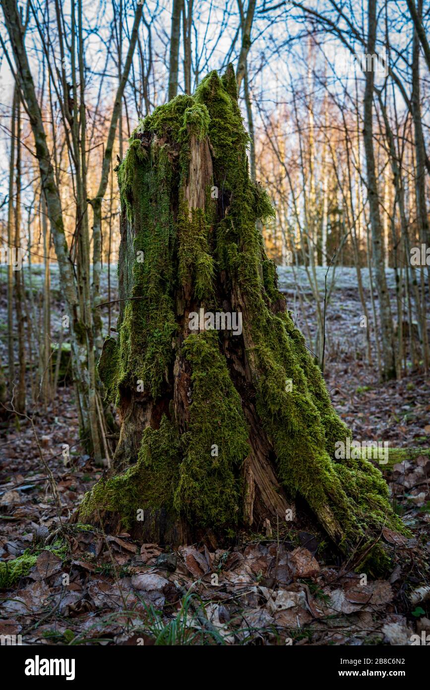 Naturally fallen tree hi-res stock photography and images - Alamy