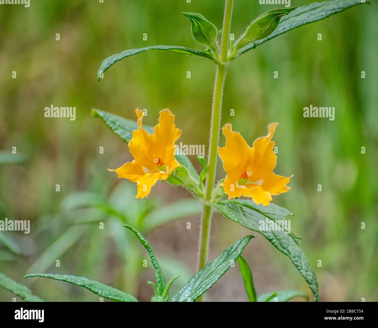 Monkey flower hi-res stock photography and images - Alamy