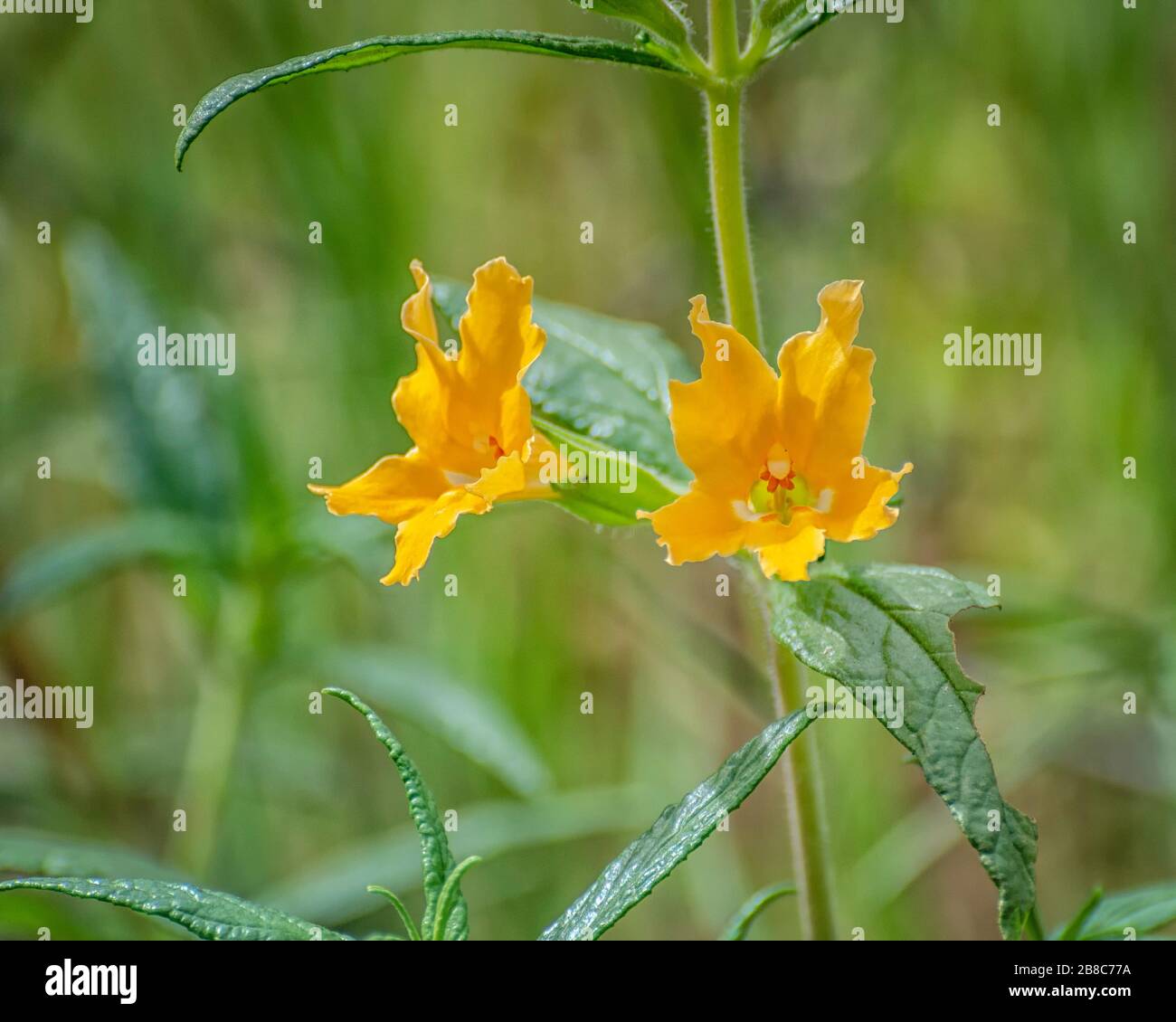 Sticky Monkey Flower (Mimulus auranticus), Los Angeles, CA Stock Photo ...
