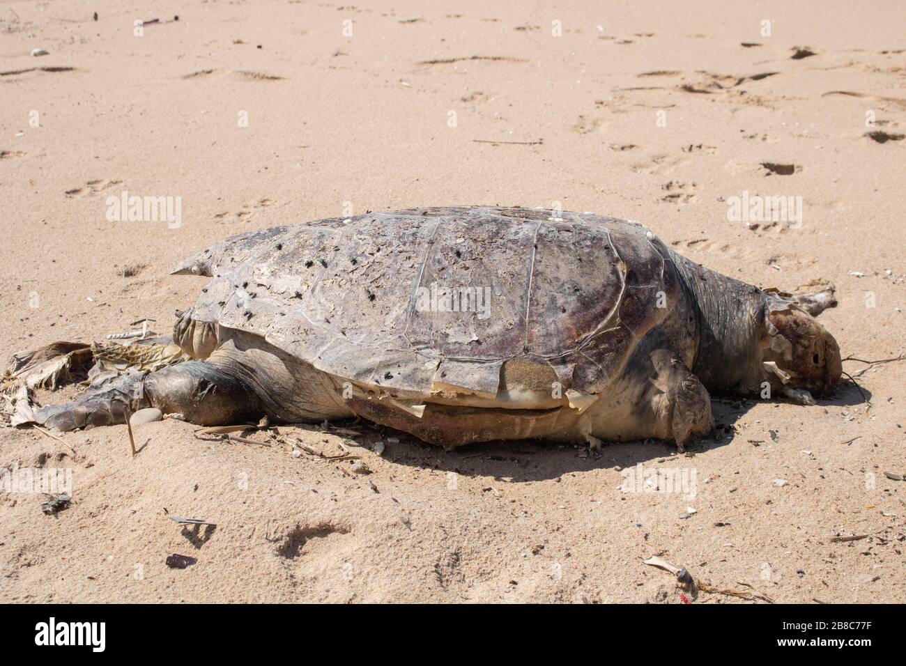 Beirut, Lebanon. 21 March 2020. A dead tortoise lies rotting on a ...