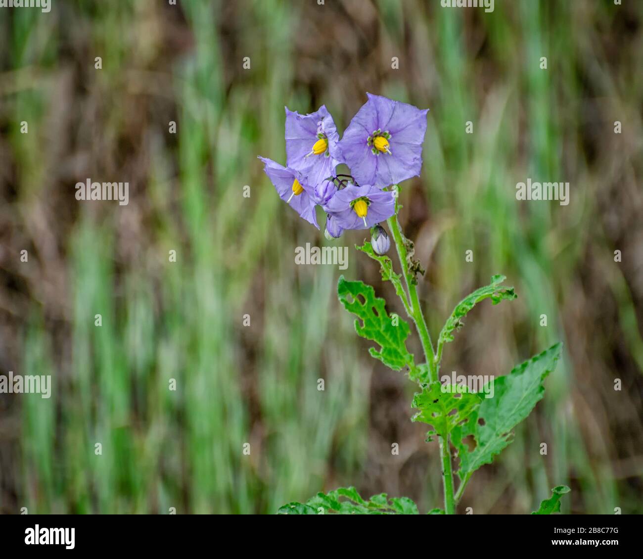 Native california plants hi-res stock photography and images - Alamy