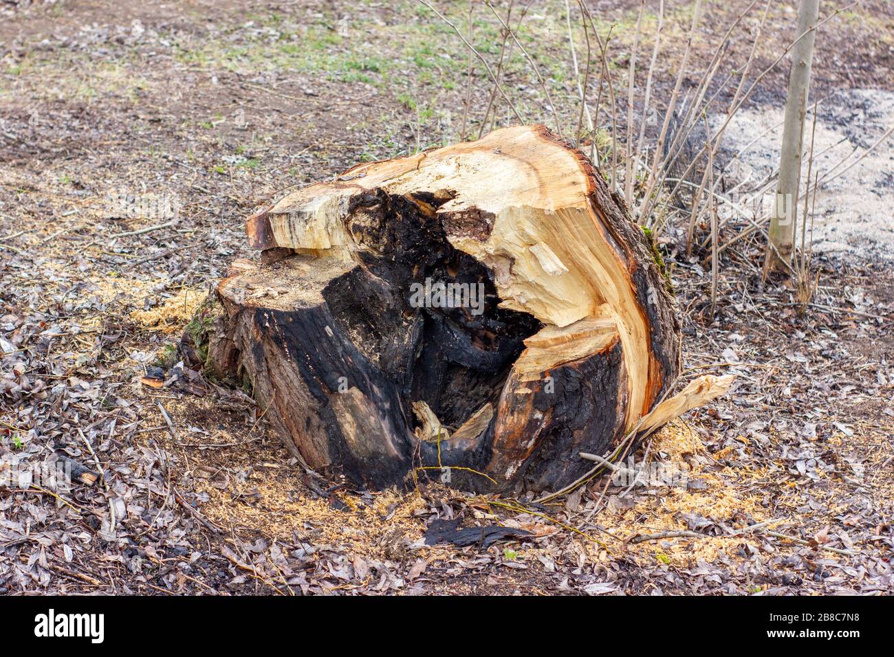 Stump from a healthy old tree just cut after a fire Stock Photo - Alamy