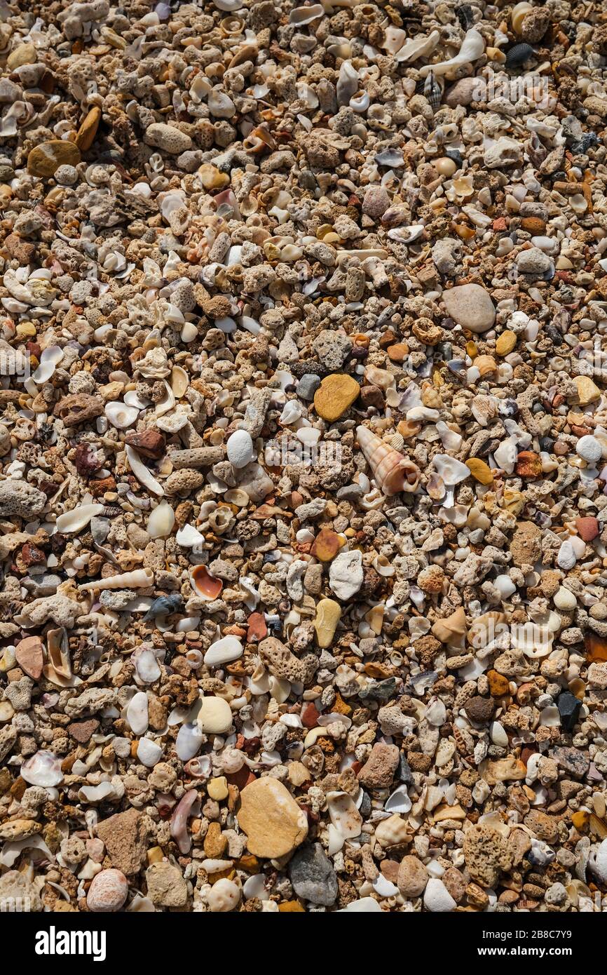 Pebbles and shells at the beach Stock Photo - Alamy