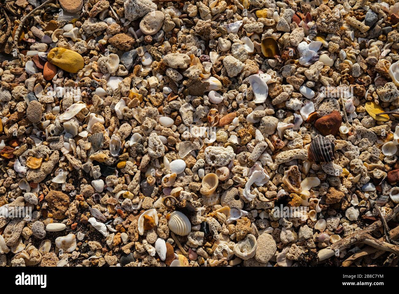 Pebbles and shells hi-res stock photography and images - Alamy