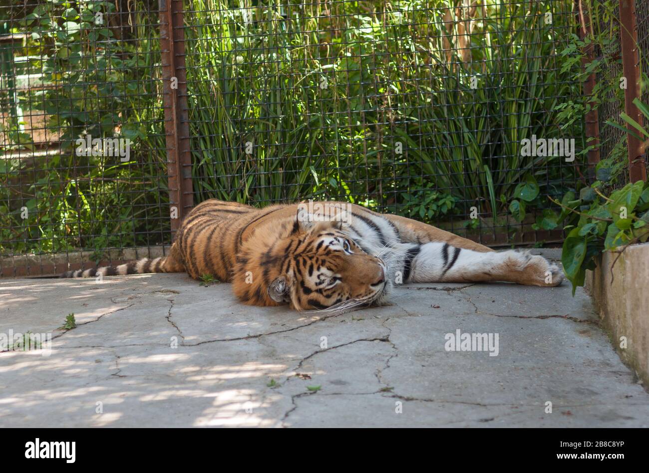 Big tiger lying on a concrete surface in a cage Stock Photo - Alamy