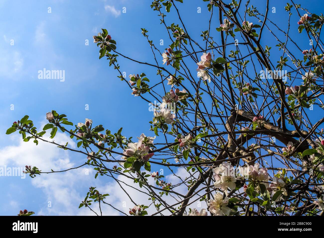 Beautiful cherry blossom trees in front of a blue sky Stock Photo - Alamy