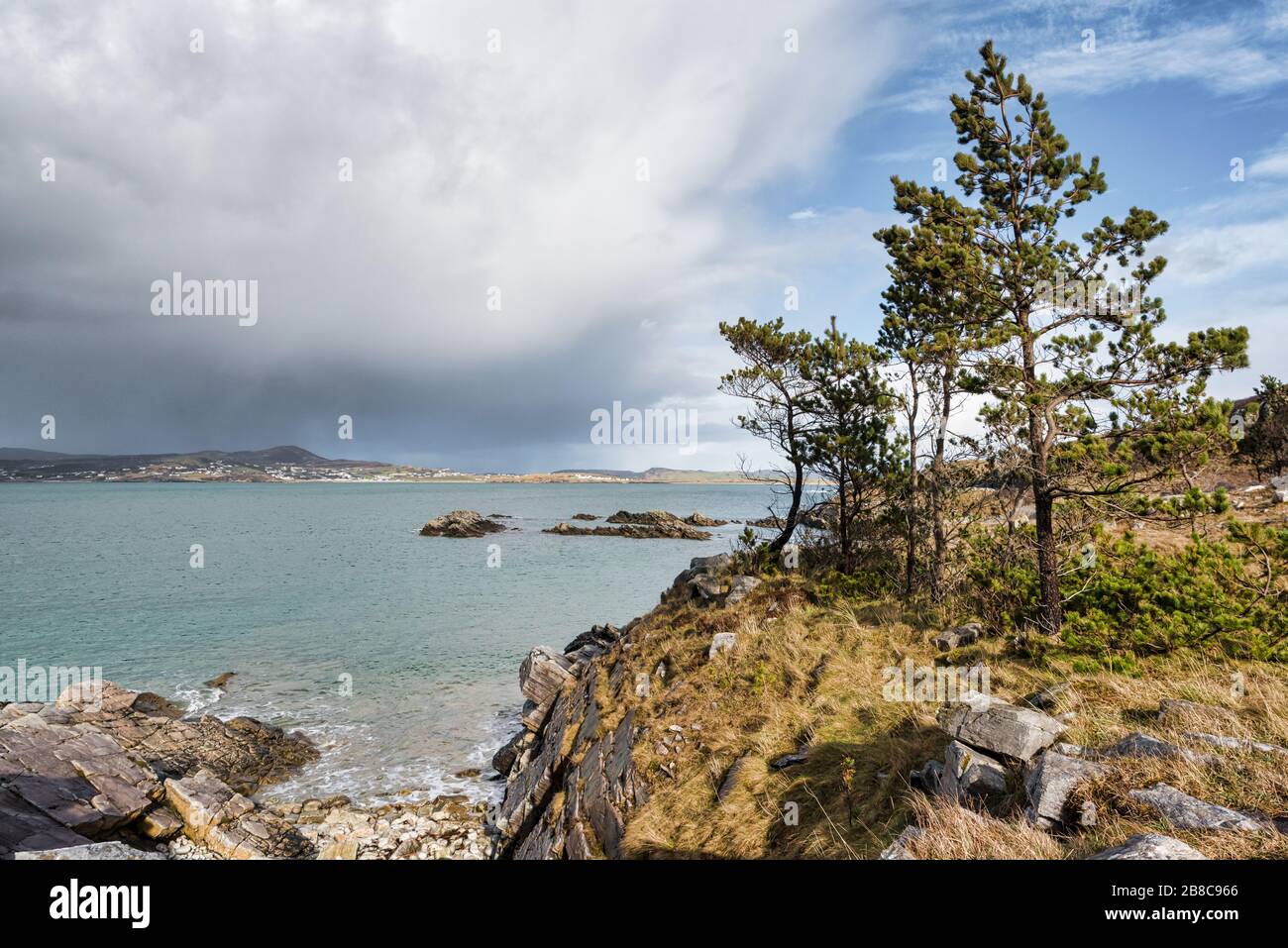 Pine trees one the rocky shores of Ards Forest Park in Donegal A rain ...