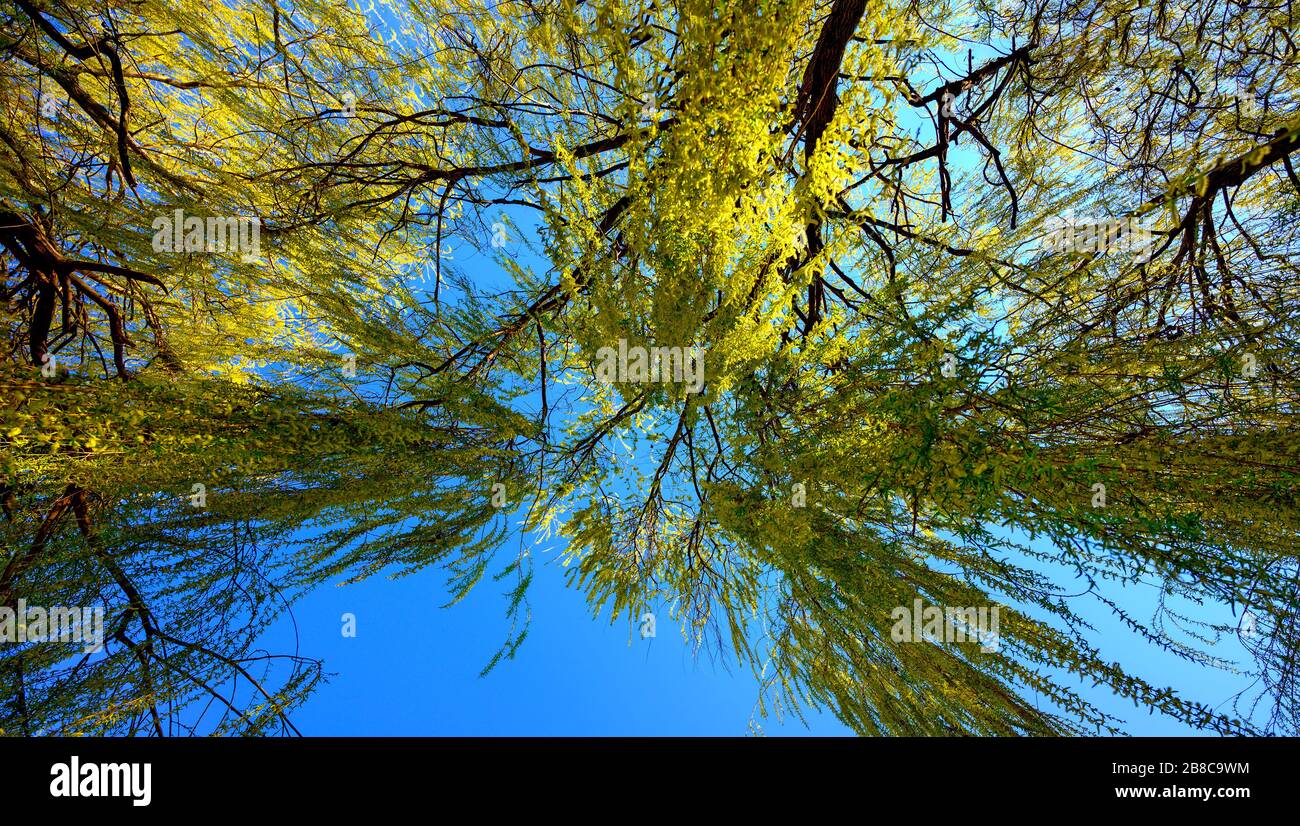Willow Tree Top High Resolution Stock Photography and Images - Alamy