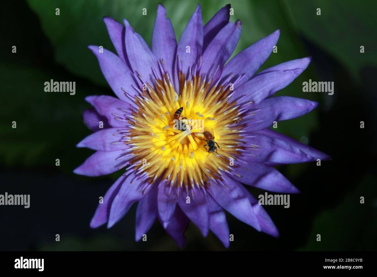 Lotus flower Violet, Lotus flower purple close up Stock Photo - Alamy