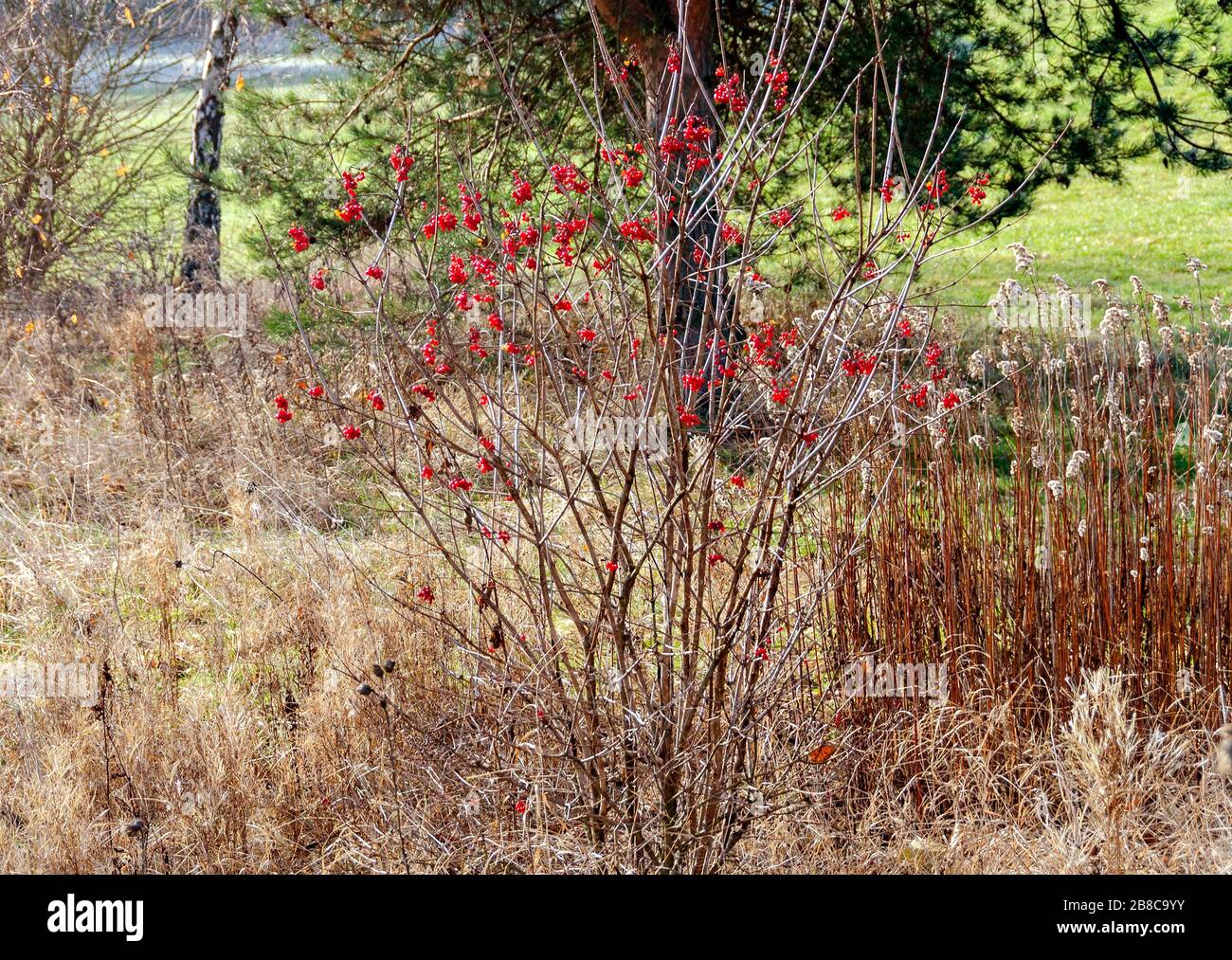 landscape with red berries on a dry bush in autumn Stock Photo - Alamy