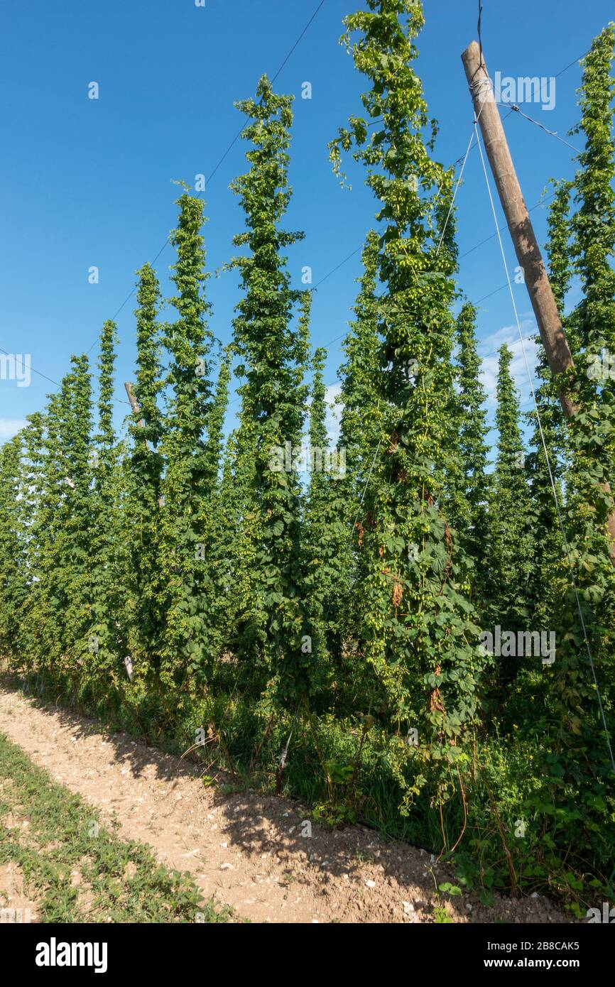 Lines of hops plants (Humulus lupulus) growing on string trellises in ...