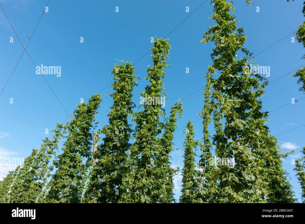 Lines of hops plants (Humulus lupulus) growing on string trellises in ...