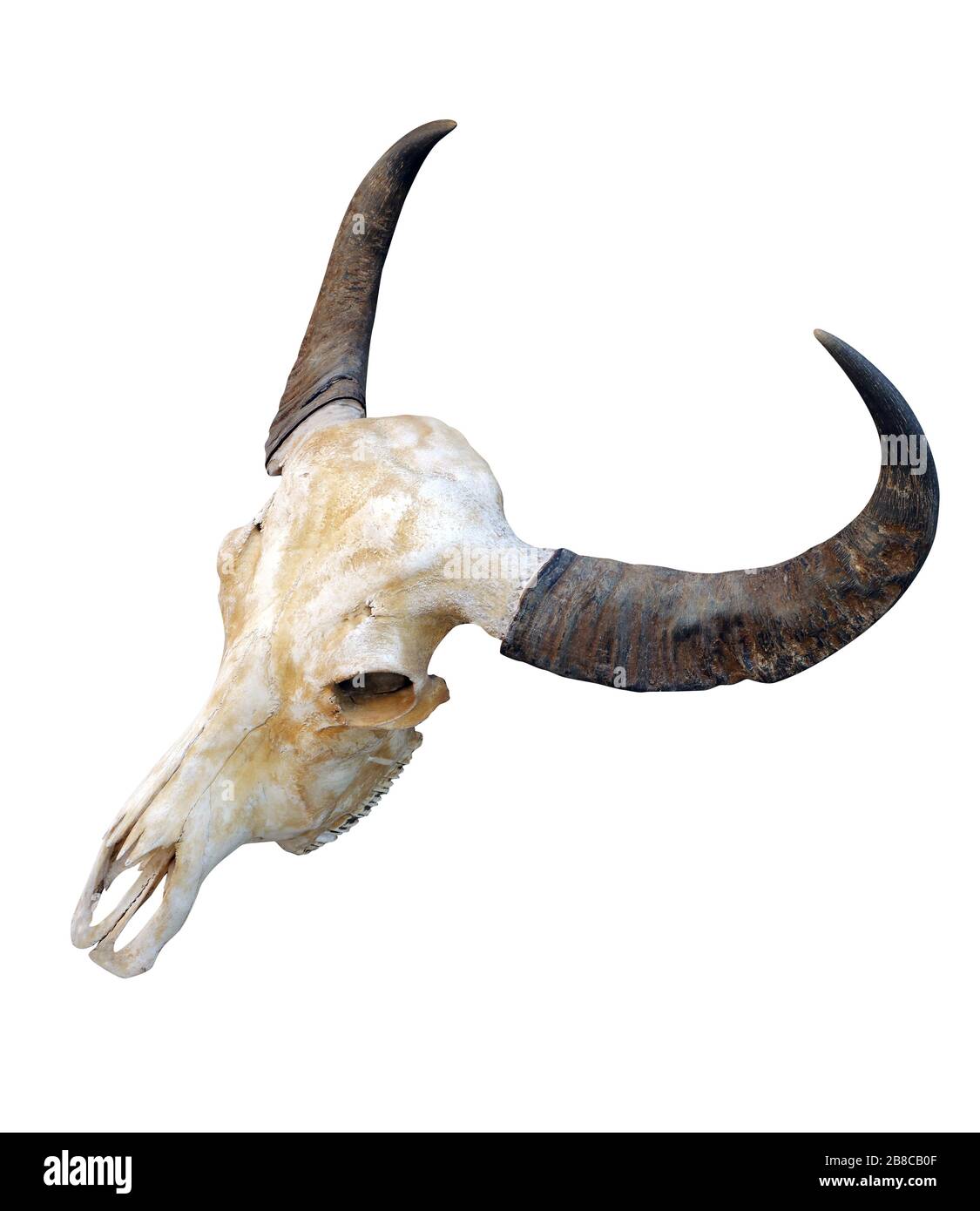 cow skull, head cow skull with horns isolated on white background ...